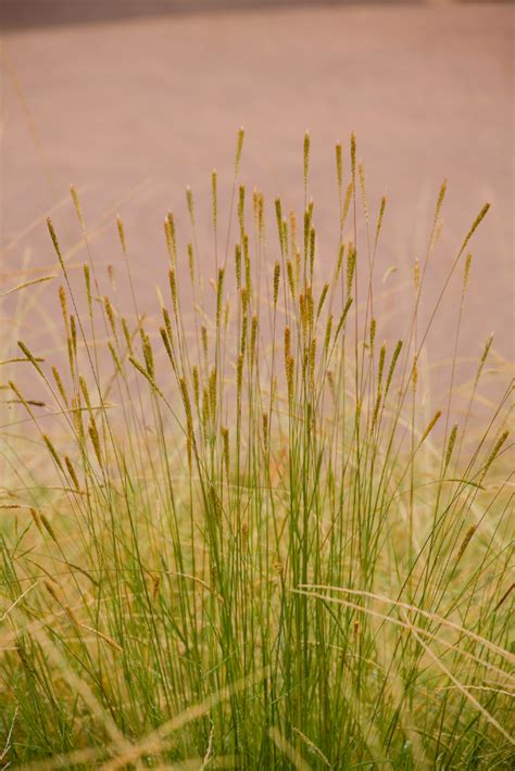 Pennisetum Spathiolatum Slender Veldt Grass Greenlee And Associates