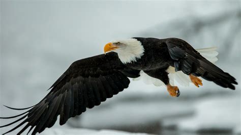 Eagle Desktop Dark Wallpapers Wallpaper Cave