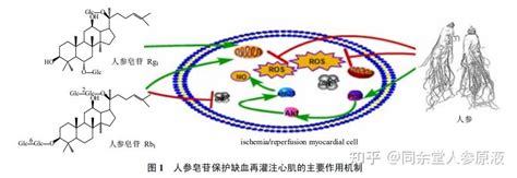 人参皂苷对心血管疾病的药理作用 知乎