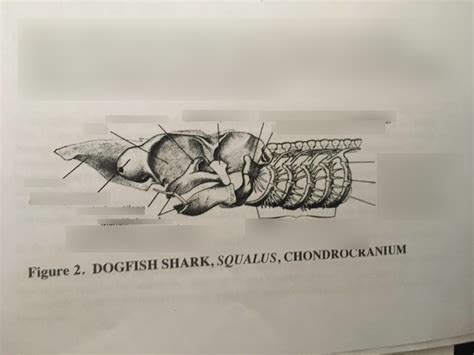 Diagram Of Chondrocranium Quizlet