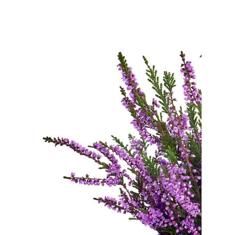 Heather Flower