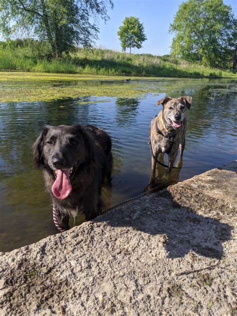 Explore Outdoor Madison With Your Dog Destination Madison