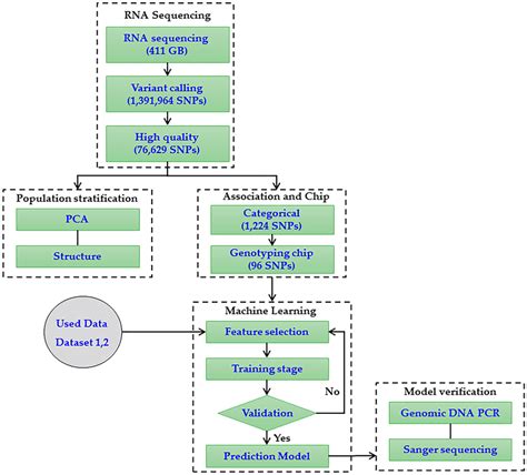 Overview Of The Snp Analysis Pipeline For P Grandiflorus Flower Color