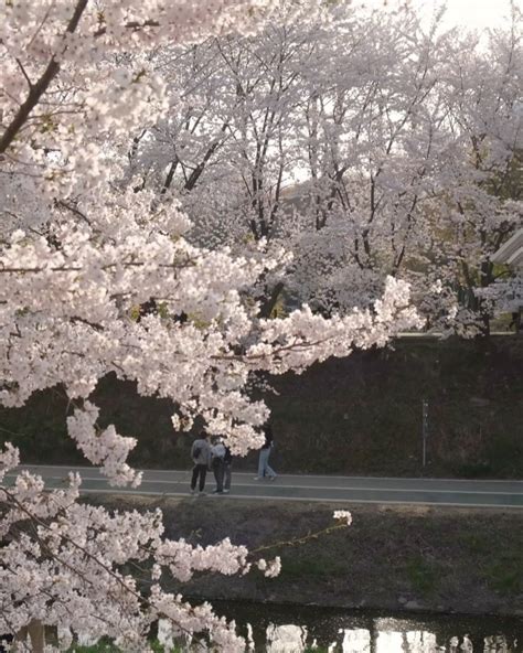 Lunamoon 루나문 봄날에 거닐기 예쁜 서울의 길 🌸 우리 모두 꽃길만 걸었으면 좋겠어요 🌸 Spring Day In