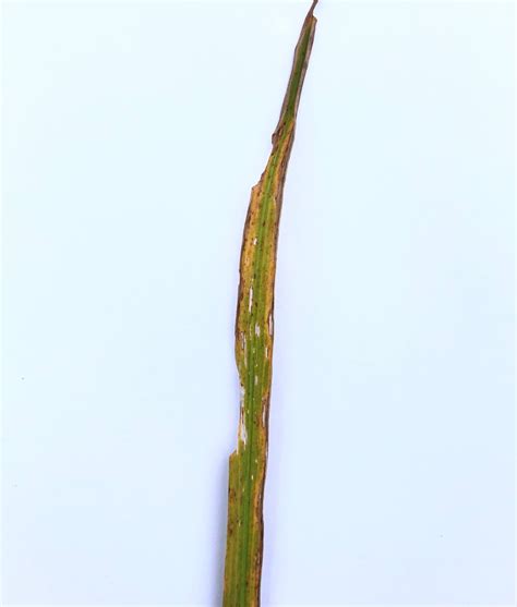 Rice Leaf Diseases Object Detection Dataset V3 2023 12 23 11 09am By