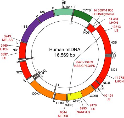 Mitochondrial Dna Structure