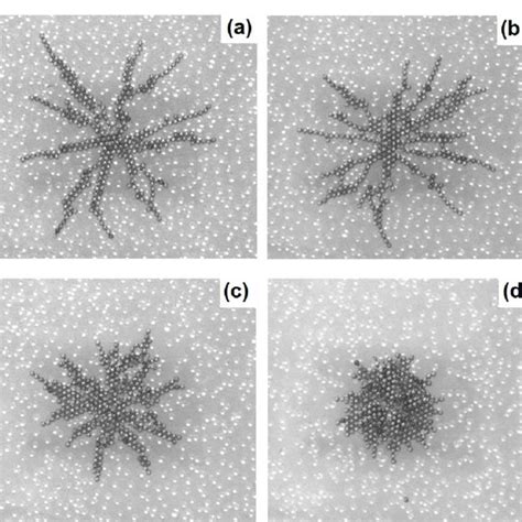 The Mass Fractal Dimension D As Function Of Γ Download Scientific