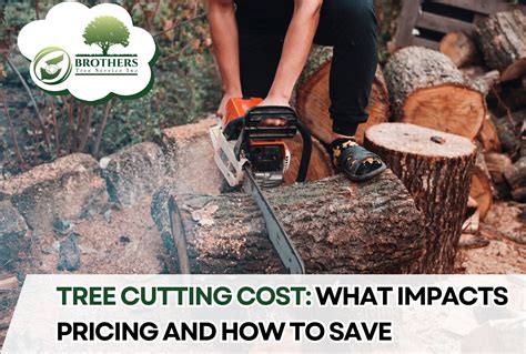 Tree Cutting Cost What Affects Pricing And How To Save