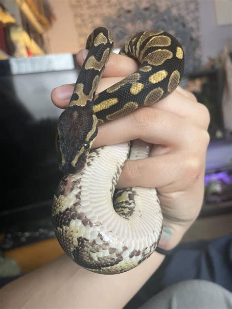 My Rescue Labeled As A “fancy Ball Python” Im Like 90 Sure Shes A