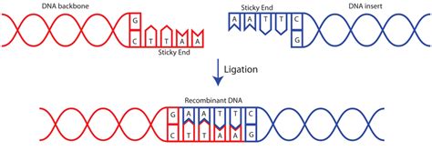 Addgene Protocol How To Ligate Plasmid Dna