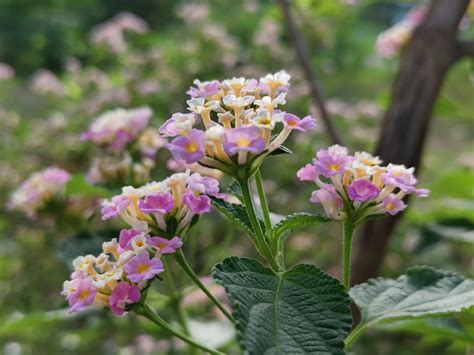 Iqoo Neo Pro Review All Rounder Under Rs