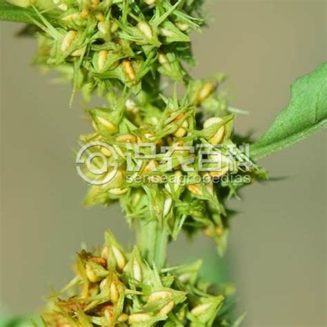 长刺酸模 大丰收