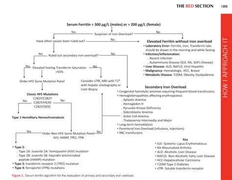 Ferritin Gutsandgrowth