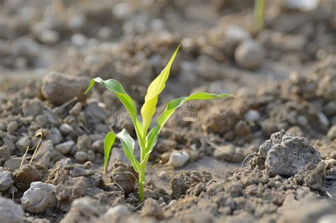 Genetic Engineering Creating Drought Resistant Crops Ensuring Food
