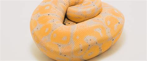 Should I Use Scala Or Python