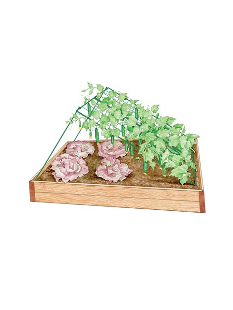 Medium Cucumber Trellis Artofit