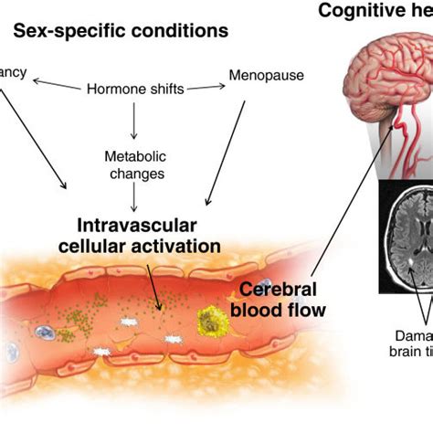 Schematic Of Sex Specific Conditions Activating Cells Of The Vascular Download Scientific