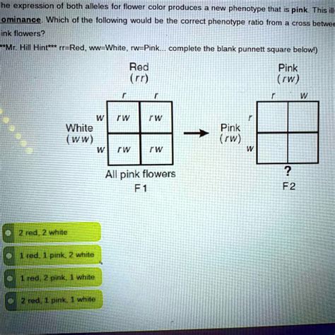 Solved The Expression Of Both Alleles For Flower Color Produces A New Pink This Illustrates