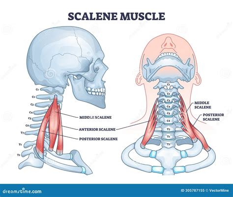 Scalene Muscle Structure With Anatomical Location On Neck Outline Diagram Stock Vector