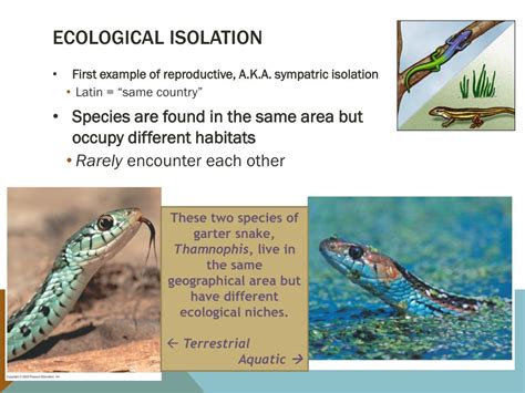 Ppt Genetic Drift Powerpoint Presentation Free Download Id 2012248
