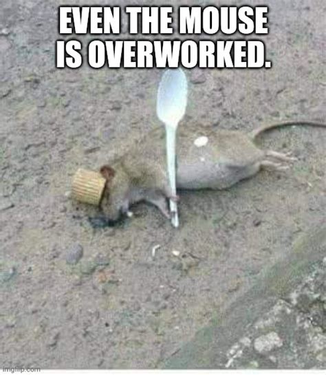 Major Mouse Memes Mouse Memes
