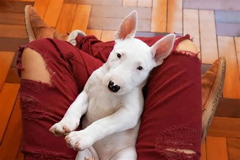 Bull Terrier The Ultimate Guide To This Energetic Breed