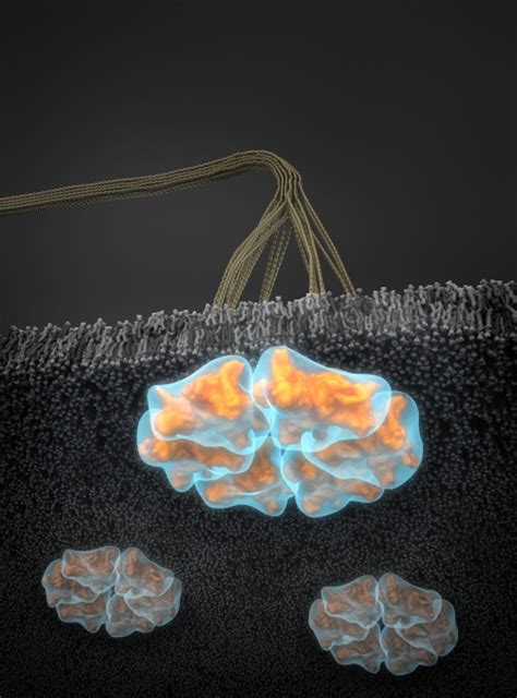 Cellulose Synthesis Complex Ber Structural Biology And Imaging