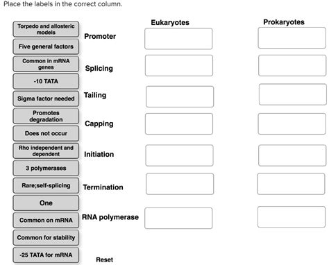 Place The Labels In The Correct Column Torpedo And Allosteric Models Eukaryotes Prokaryotes