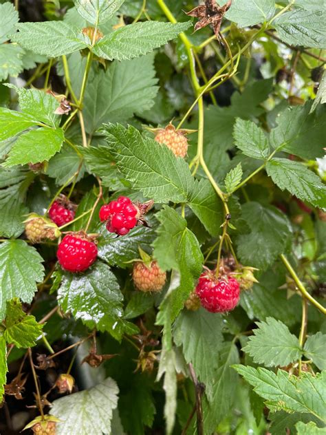 Wild Raspberry Seeds Rubus Idaeus Native Perennial Seeds Hardine Oak Summit Nursery