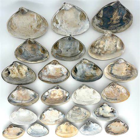 Bulk Clam Shells In Various Sizes Decoupage Shells Craft Supplies Beach Crafts Crafts