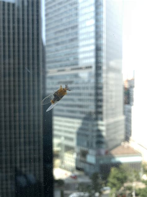 Who Is This Cutie R Whatsthisbug