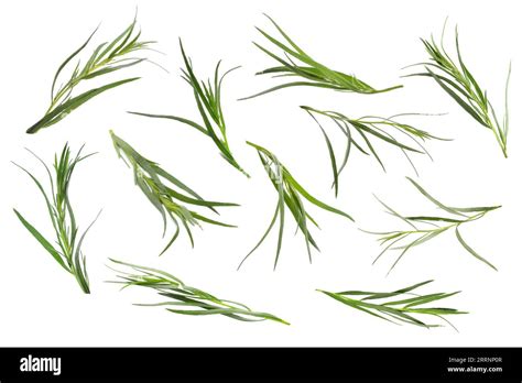 Set with green tarragon isolated on white Stock Photo - Alamy