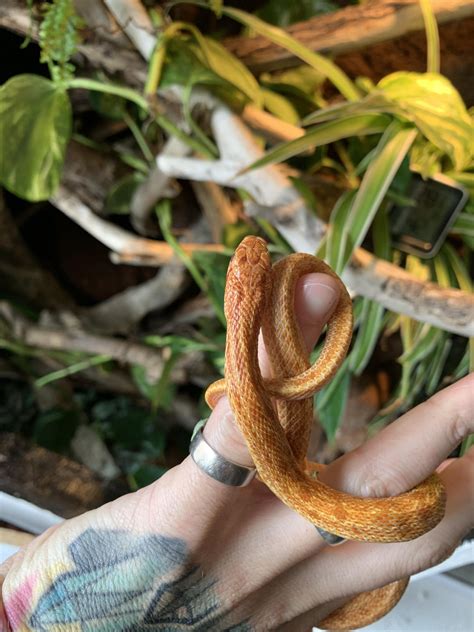 Can Anyone Identify The Sex Rsnakes Can Anyone Identify The Sex Rsnakes