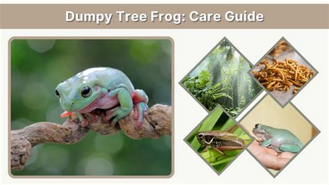 Dumpy Tree Frog Care Guide Size Habitat And Lifespan