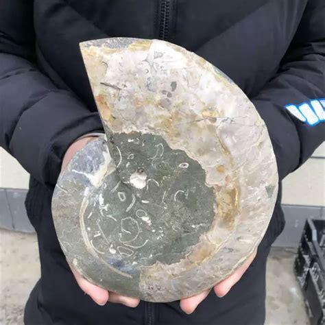106kg Natural Ammonite Fossil Quartz Crystal Specimen Reiki Healing Eur 13792 Picclick Fr