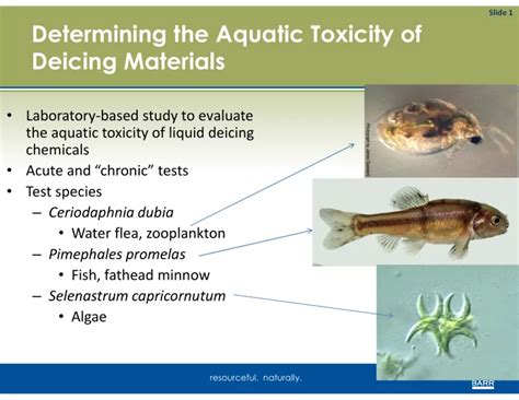 Ppt Determining The Aquatic Toxicity Of Deicing Materials Laboratory Powerpoint Presentation