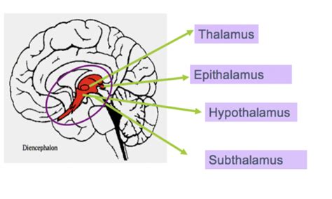 January 24 Diencephalon Cerebral Cortex Limbic System Flashcards