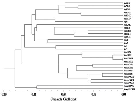 Dendrogram Tree Showing Genetic Relationship Among Vigna Species Based Download Scientific