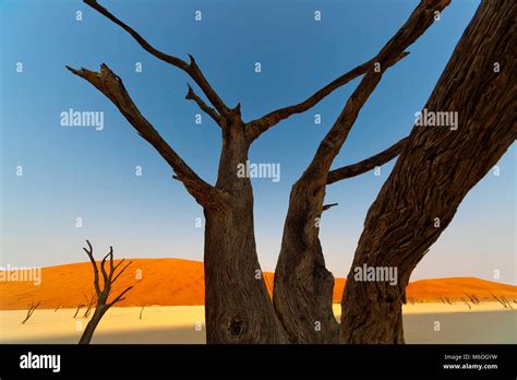 Dead Trees At Dead Vlei Area Namib Naukluft National Park Namibia