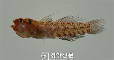 독도서 고대 화석 닮은 해양 생물 등 4종 세계 최초 발견