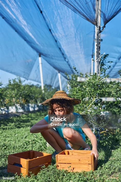 가족 농장 비즈니스 컨셉 여름 직업에 블루베리가 가득 찬 상자를 가진 어린 소녀와 어린 시절부터 책임을 지고 있습니다 건강한 생활방식에 대한 스톡 사진 및 기타 이미지