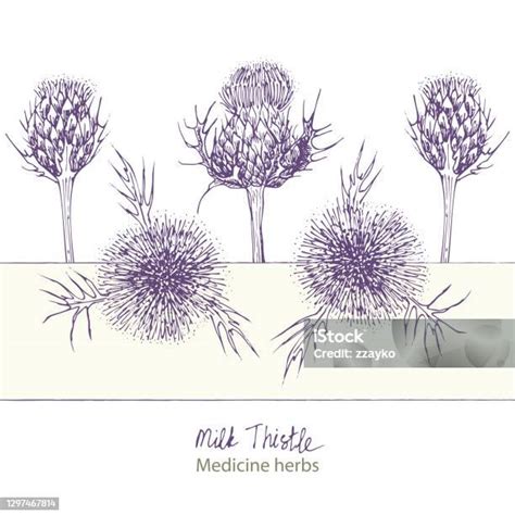 우유 엉겅퀴 흰색 배경에 고립 된 검은 색의 삶과 꽃의 손으로 그린 설정 복고풍 빈티지 그래픽 디자인 식물 스케치 드로잉 조각