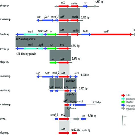 Schematic Presentation Of The Genetic Environment Of Tetx Flanking