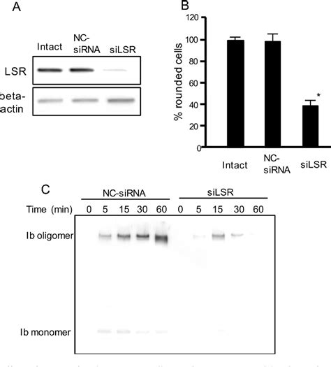 Figure 1 From Interaction Of Clostridium Perfringens Iota Toxin And Lipolysis Stimulated