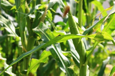 Premium Photo Corn On The Corn Tree In The Garden