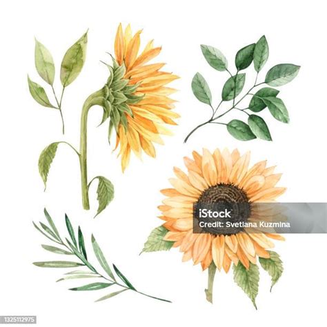수채화 노란 꽃 해바라기 녹색 식물과 흰색 배경에 잎 손으로 그린 세트 해바라기에 대한 스톡 벡터 아트 및 기타 이미지