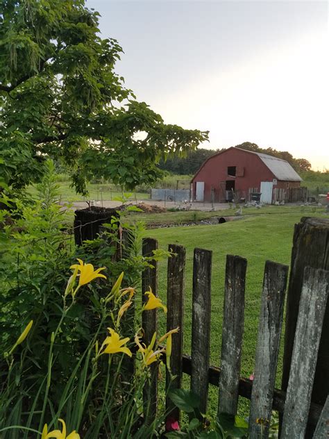 Chicken Scratch Poultry August 2016