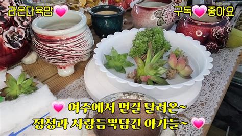 사랑듬뿍 먹은 아가들💗예쁜집💗욕망한스푼💗여주댁다육정원하우스 Youtube