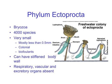 Phylum Ectoprocta Examples