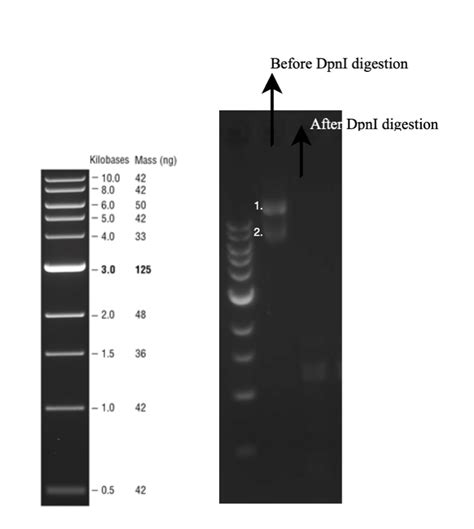 4546 Questions With Answers In Pcr Scientific Method